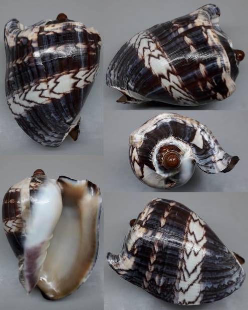 shellauction.net :: Cymbiola nobilis - 3858160