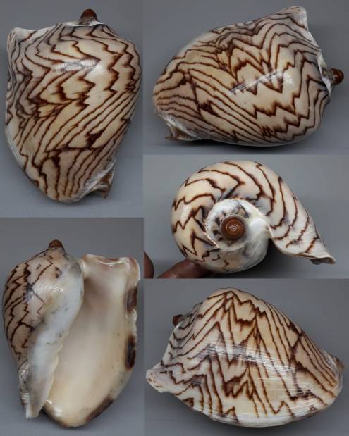 shellauction.net :: Cymbiola nobilis - 3858162