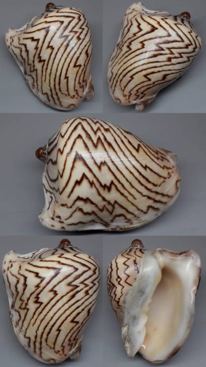 shellauction.net :: Cymbiola nobilis - 3858163