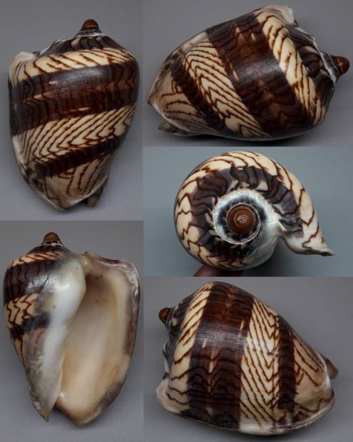 shellauction.net :: Cymbiola nobilis - 3858165