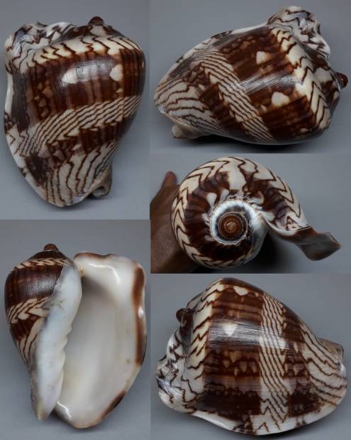 shellauction.net :: Cymbiola nobilis - 3858166
