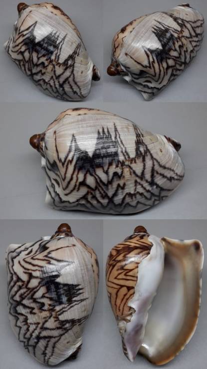shellauction.net :: Cymbiola nobilis - 3858168