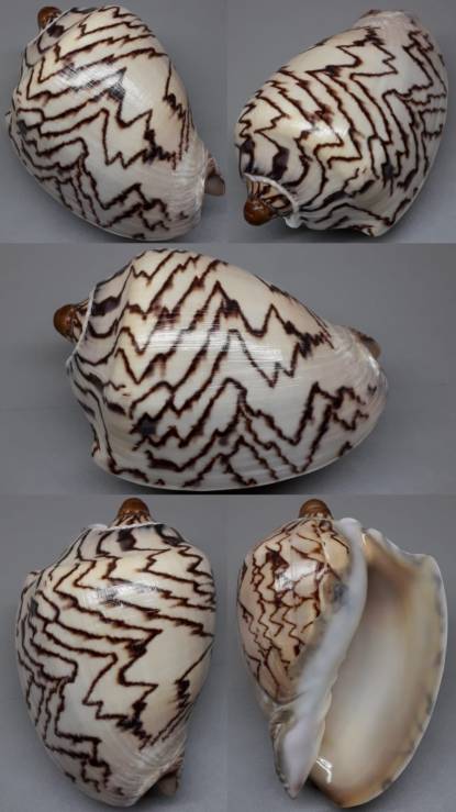 shellauction.net :: Cymbiola nobilis - 3858169