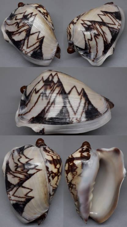 shellauction.net :: Cymbiola nobilis - 3858170