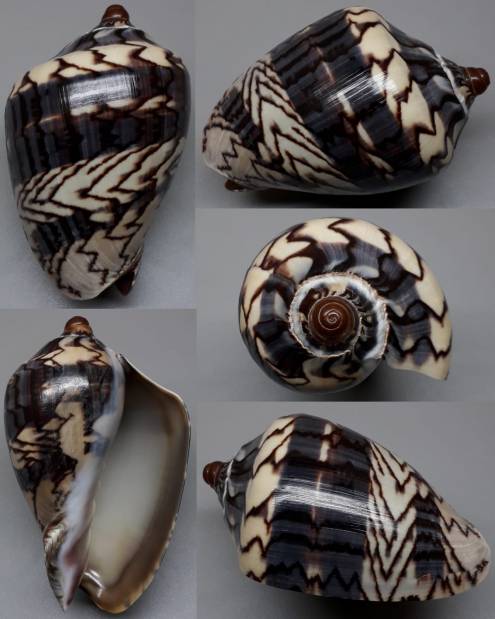 shellauction.net :: Cymbiola nobilis - 3858176