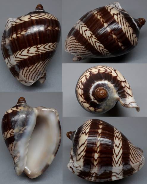 shellauction.net :: Cymbiola nobilis - 3858177