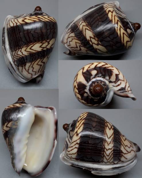 shellauction.net :: Cymbiola nobilis - 3858182