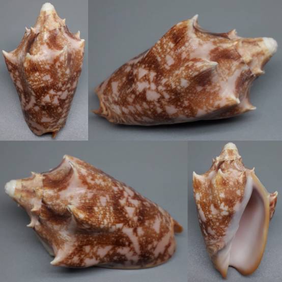 shellauction.net :: Cymbiola vespertilio - 3858401