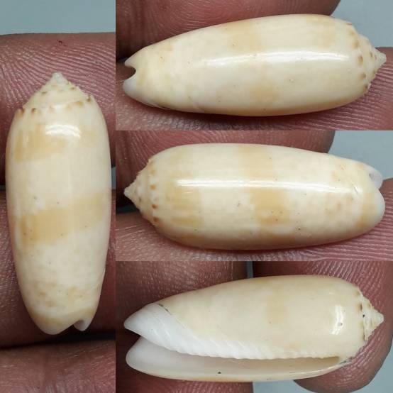 shellauction.net :: Oliva pacifica - 3858441