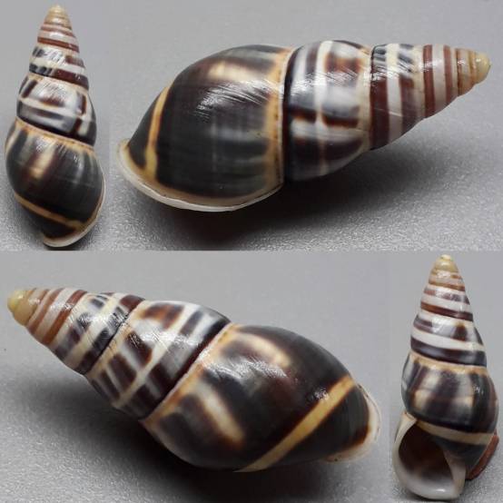 shellauction.net :: Amphidromus timorensis - 3858628