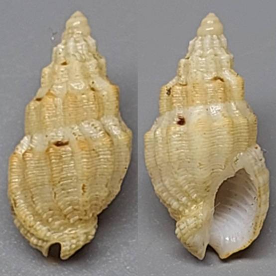 shellauction.net :: Phos sp. - 3858677