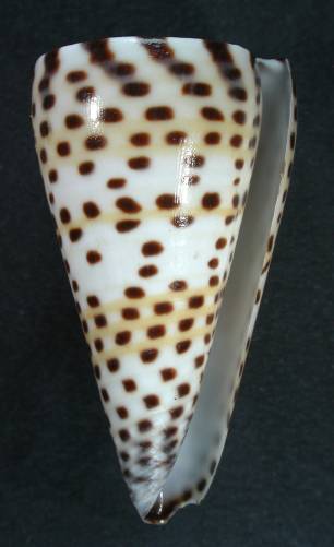 shellauction.net :: Conus litteratus - 3858741