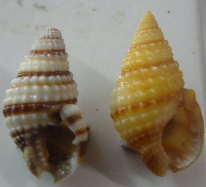 shellauction.net :: Nassarius pyrrhus - 3858955