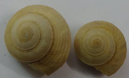 shellauction.net :: Heliacus fallaciosus - 3859286