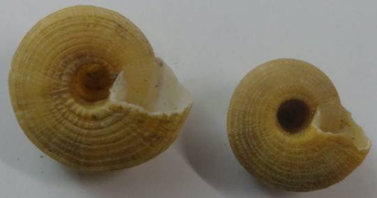 shellauction.net :: Heliacus fallaciosus - 3859286