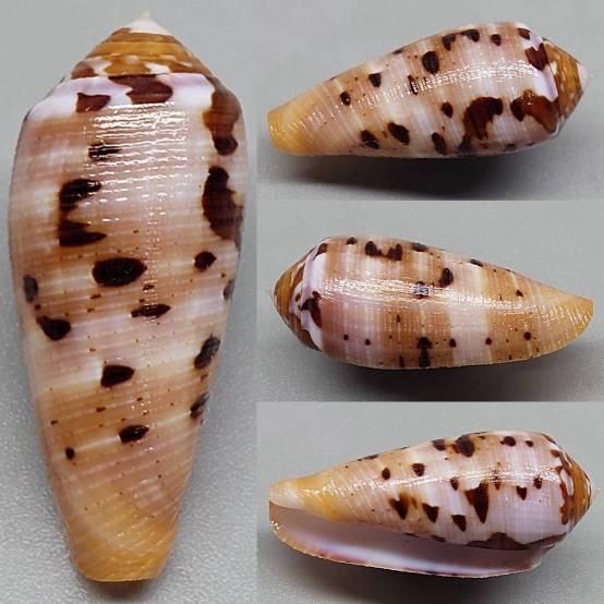 shellauction.net :: Conus circumcisus - 3859404