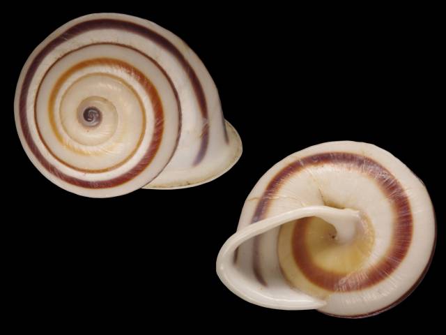 shellauction.net :: Papuina novoguineensis - 3859608