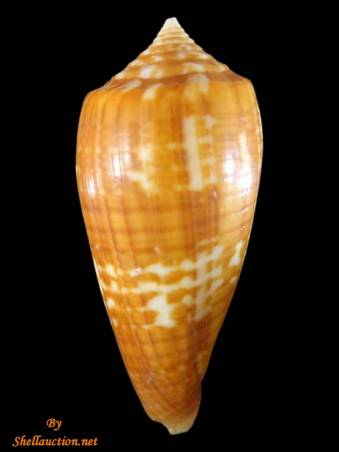 shellauction.net :: Conus lynceus - 3859780