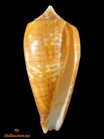 shellauction.net :: Conus lynceus - 3859780