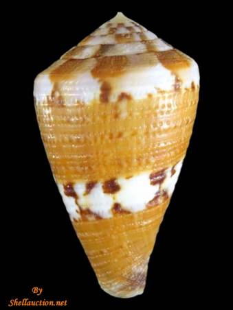 shellauction.net :: Conus capitaneus - 3859791