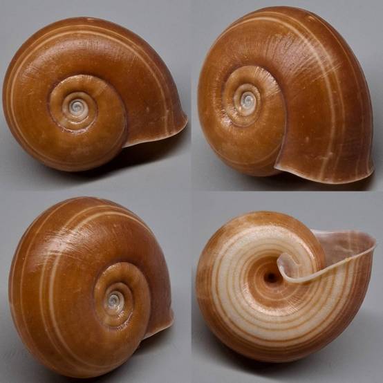 shellauction.net :: Chloritis circumdata - 3859918