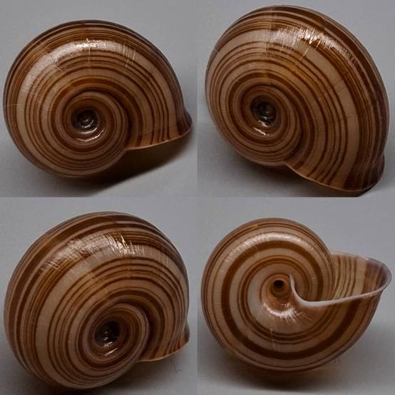 shellauction.net :: Chloritis circumdata - 3859933