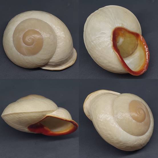 shellauction.net :: Pyrochilus pyrostoma - 3860067