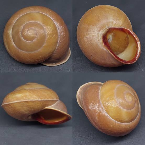 shellauction.net :: Pyrochilus pyrostoma - 3860068