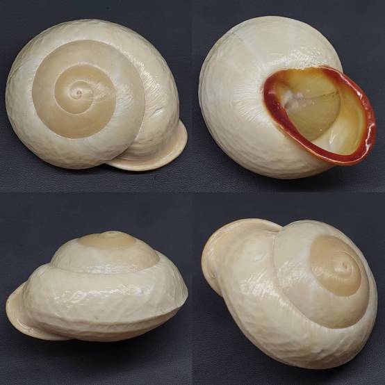 shellauction.net :: Pyrochilus pyrostoma - 3860073