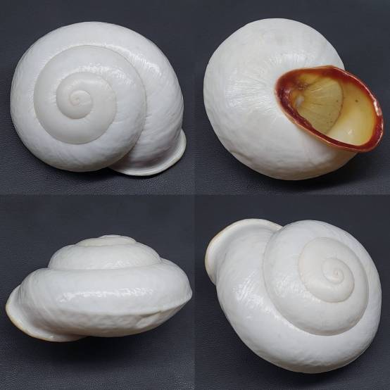shellauction.net :: Pyrochilus pyrostoma - 3860074