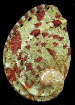shellauction.net :: Haliotis parva - 3860106