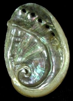 shellauction.net :: Haliotis parva - 3860106