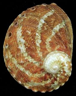 shellauction.net :: Haliotis scalaris emmae - 3860138