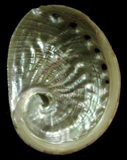 shellauction.net :: Haliotis scalaris emmae - 3860138