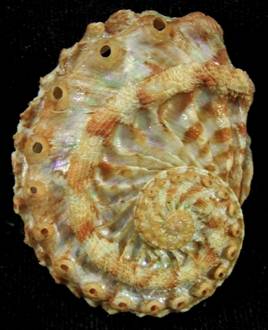 shellauction.net :: Haliotis scalaris scalaris - 3860139