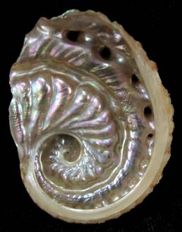 shellauction.net :: Haliotis scalaris scalaris - 3860139
