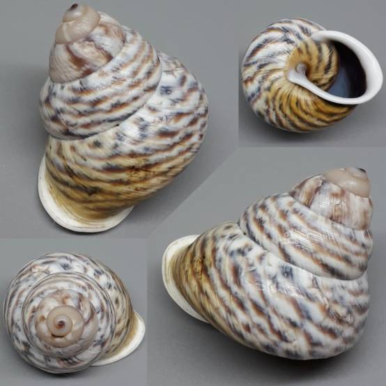 shellauction.net :: Canefriula lacteolata - 3860466