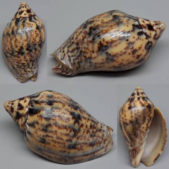 shellauction.net :: Cymbiola flavicans - 3860607