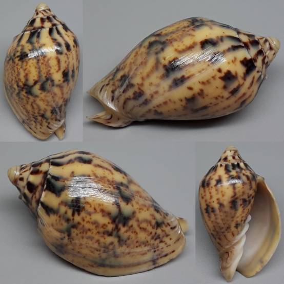 shellauction.net :: Cymbiola flavicans - 3860613