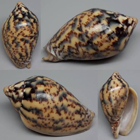 shellauction.net :: Cymbiola flavicans - 3860617