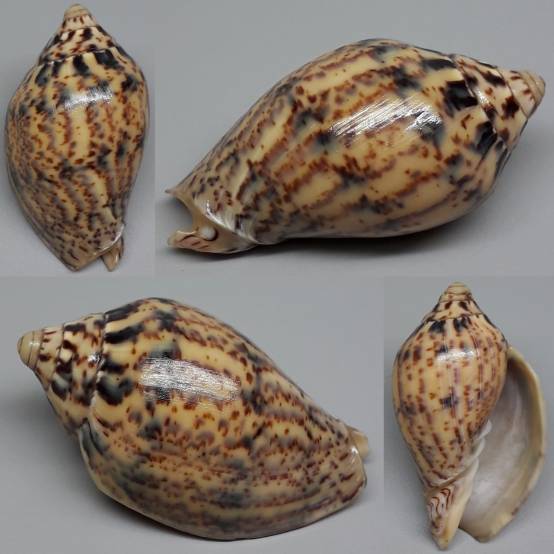 shellauction.net :: Cymbiola flavicans - 3860619
