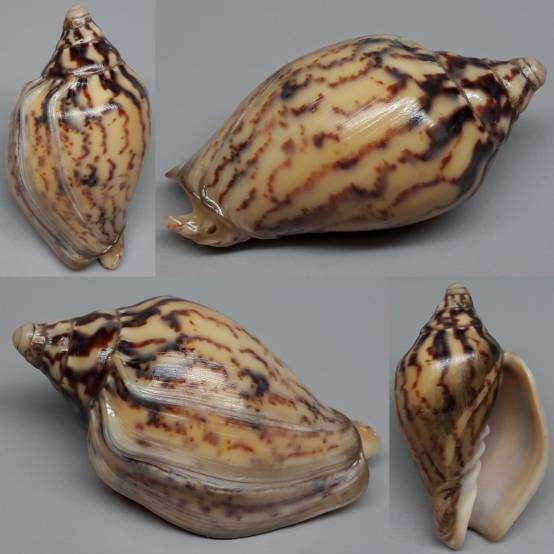 shellauction.net :: Cymbiola flavicans - 3860621