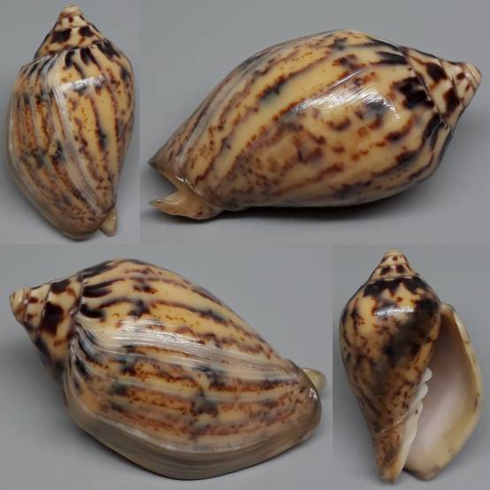shellauction.net :: Cymbiola flavicans - 3860627