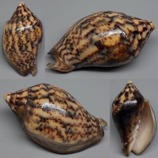 shellauction.net :: Cymbiola flavicans - 3860629