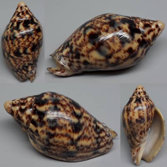 shellauction.net :: Cymbiola flavicans - 3860631