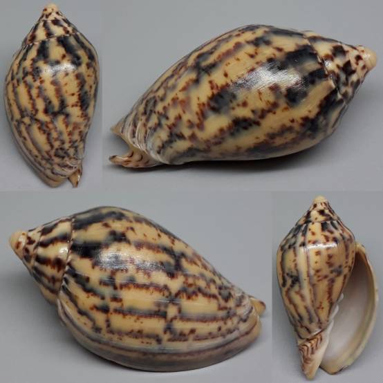 shellauction.net :: Cymbiola flavicans - 3860639