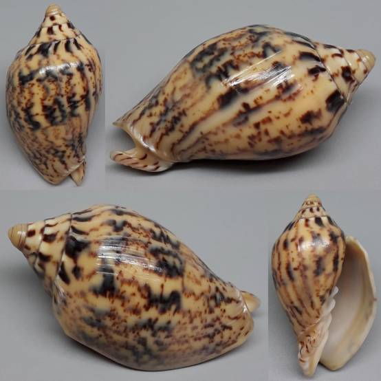 shellauction.net :: Cymbiola flavicans - 3860643