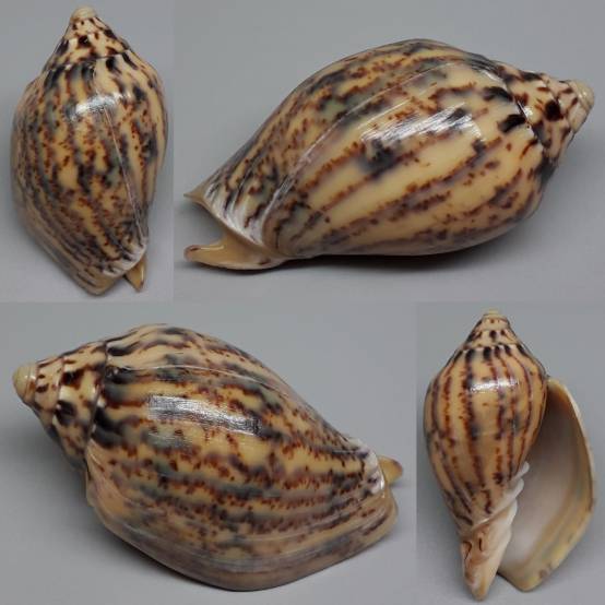 shellauction.net :: Cymbiola flavicans - 3860645