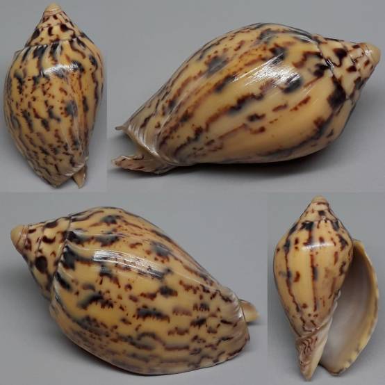 shellauction.net :: Cymbiola flavicans - 3860651