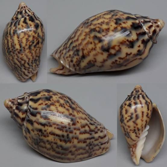 shellauction.net :: Cymbiola flavicans - 3860655